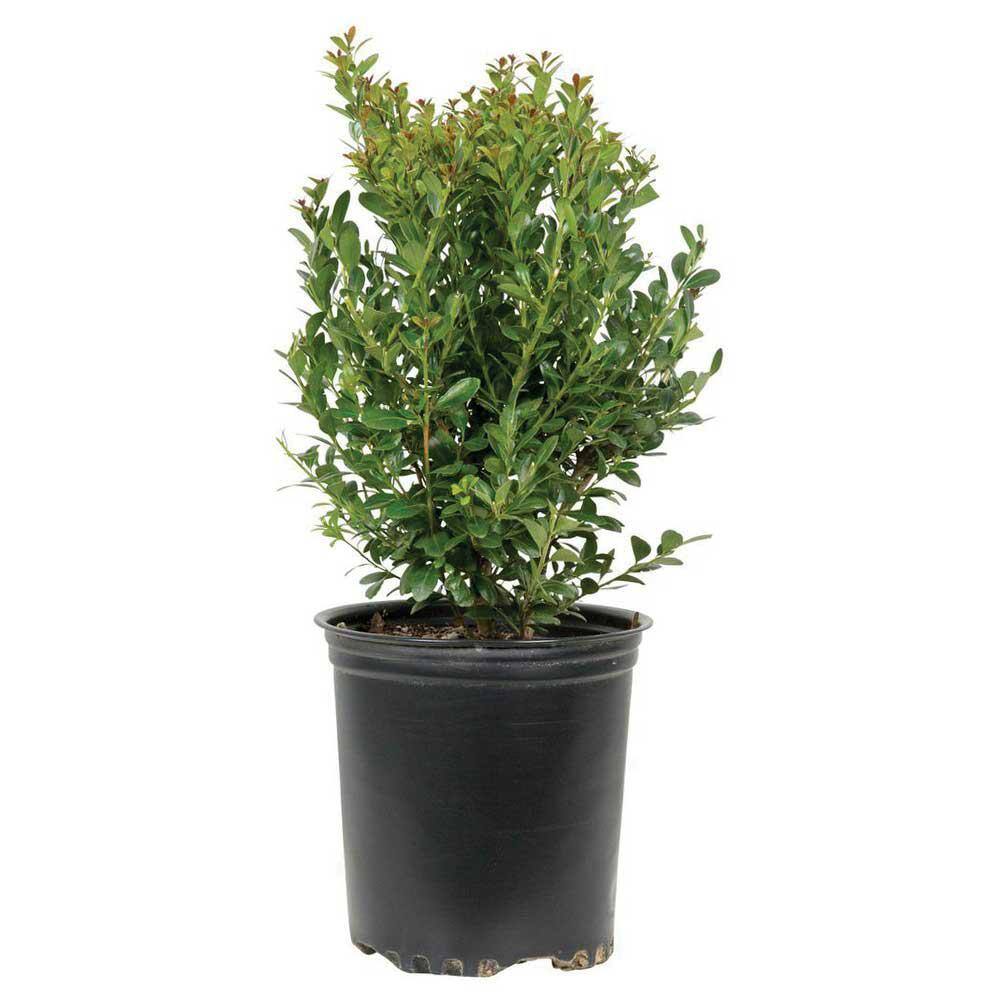 FLOWERWOOD 2.5 Qt. Ilex Compacta Shrub 3100Q - The Home Depot
