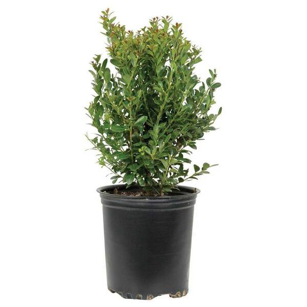 FLOWERWOOD 2.5 Qt. Ilex Compacta Shrub 3100Q - The Home Depot