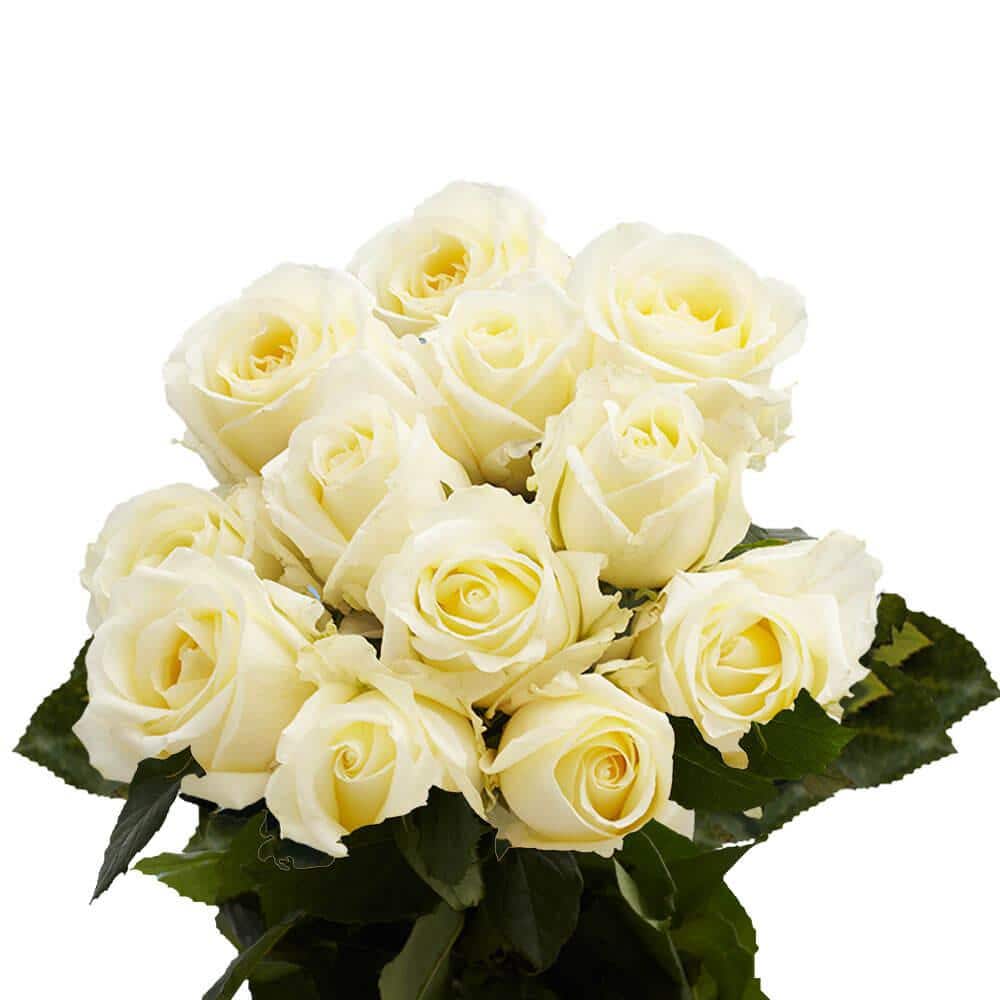 Globalrose 1-Dozen Ivory Roses- Fresh Flower Delivery 1850500096374 ...