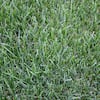 Harmony 8 sq. ft. Bermuda Sod BERM8SF - The Home Depot