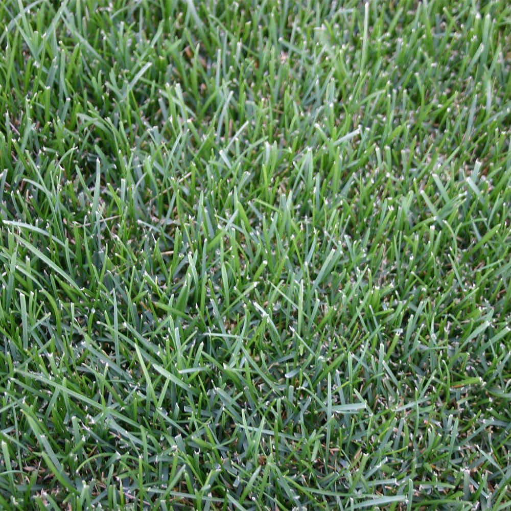 Harmony 6 sq. ft. Fescue Sod FESC6SF - The Home Depot