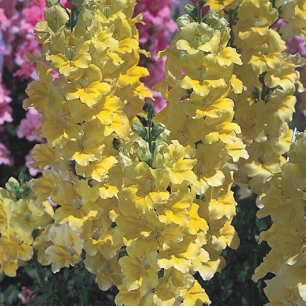 1 Gal. Yellow Snapdragon Plant 26182 - The Home Depot