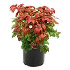 SOUTHERN LIVING 2 Gal. Obsession Nandina Shrub with Bright Red Foliage ...