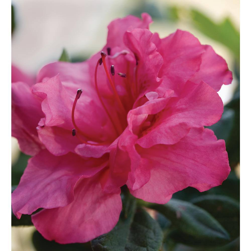 ENCORE AZALEA 1 Gal. Encore Autumn Rouge Azalea Shrub with Dark Pink ...