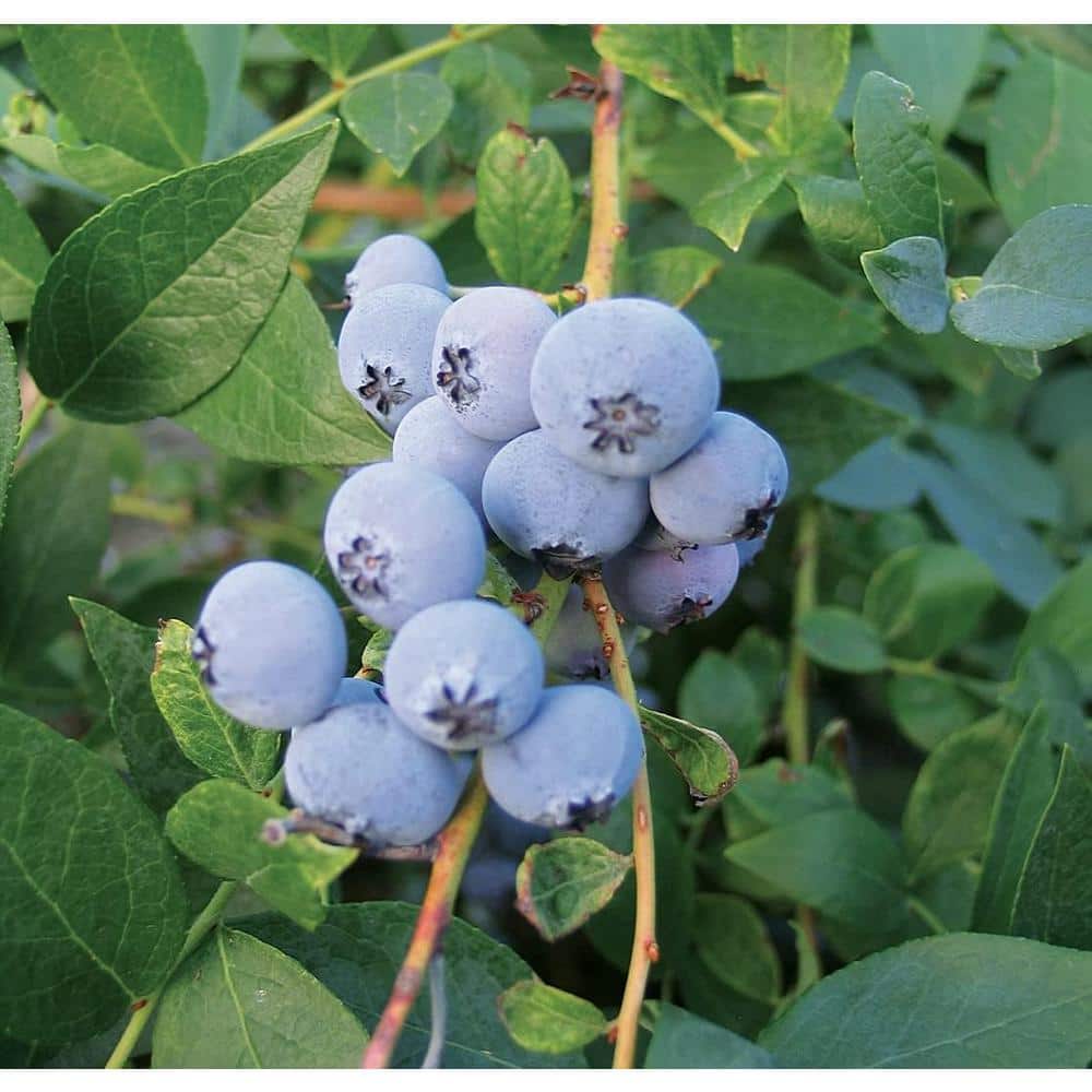 Wekiva Foliage Florida Rose Blueberry Plant-Live Plant in a 2 Inch ...