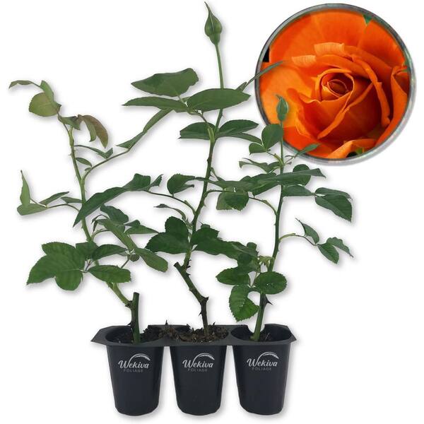 Wekiva Foliage Pumpkin Patch Rose Bush-3 Live Starter Plants in 2 Inch ...