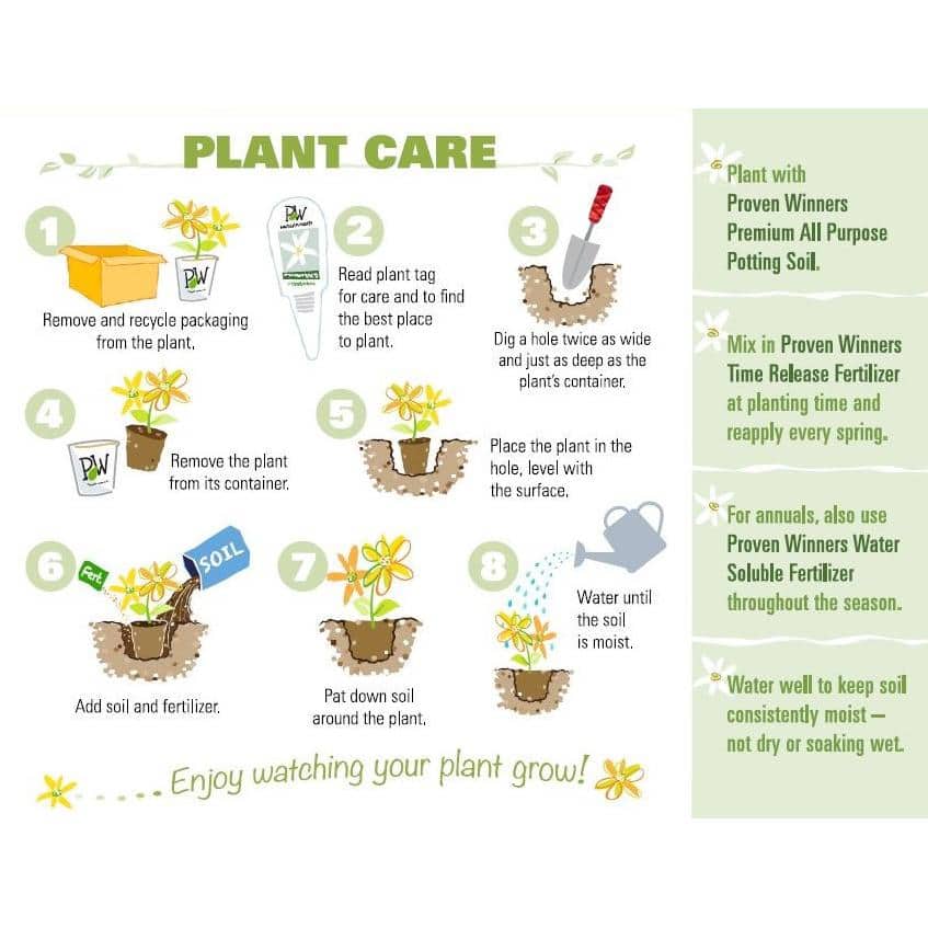 Buy 4.5 in. Qt. Wee Bit Grumpy Bigleaf Hydrangea (Hydrangea Macrophylla ...