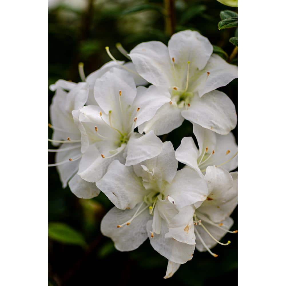 ENCORE AZALEA 3 Gal. Encore Autumn Moonlight Azalea Shrub with White ...