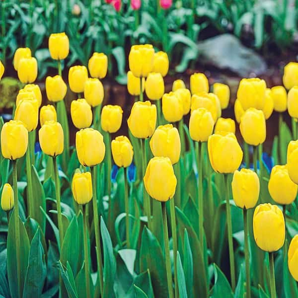 DIRECT GARDENING Golden Apeldorn Darwin Hybrid Perennial Tulips ...