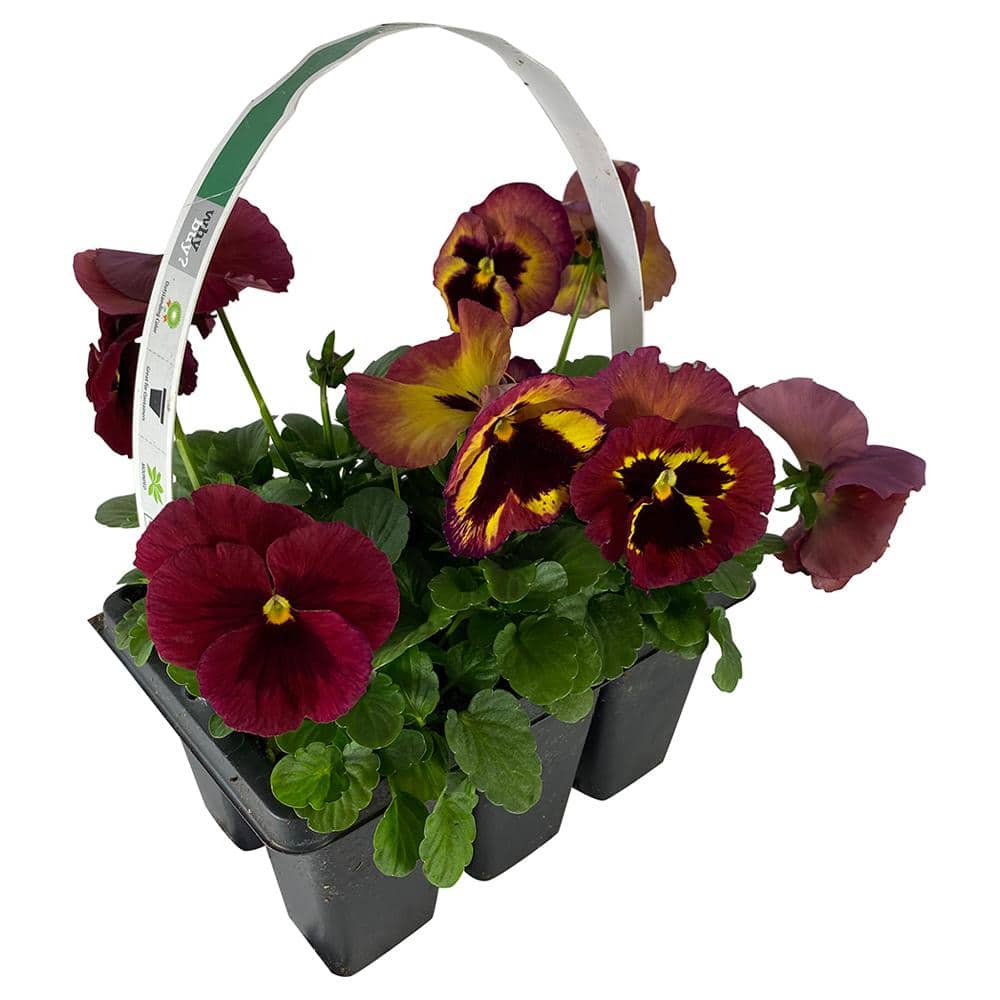 1.27 qt. Delta Rose Blotch Pansy Plant (6-Pack) 600501 - The Home Depot