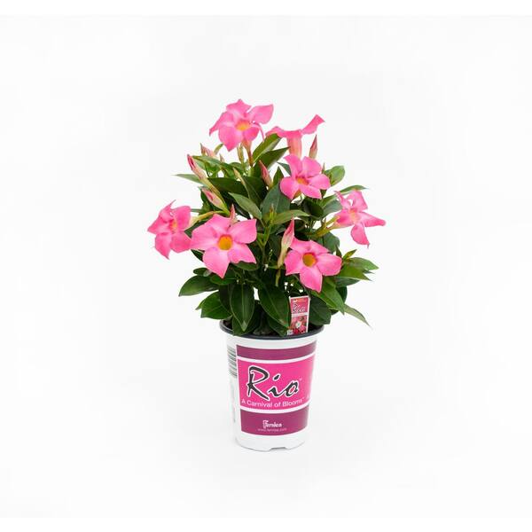 Rio 1.25 Qt. (#6) Dipladenia Flowering Annual Shrub with Pink Blooms ...
