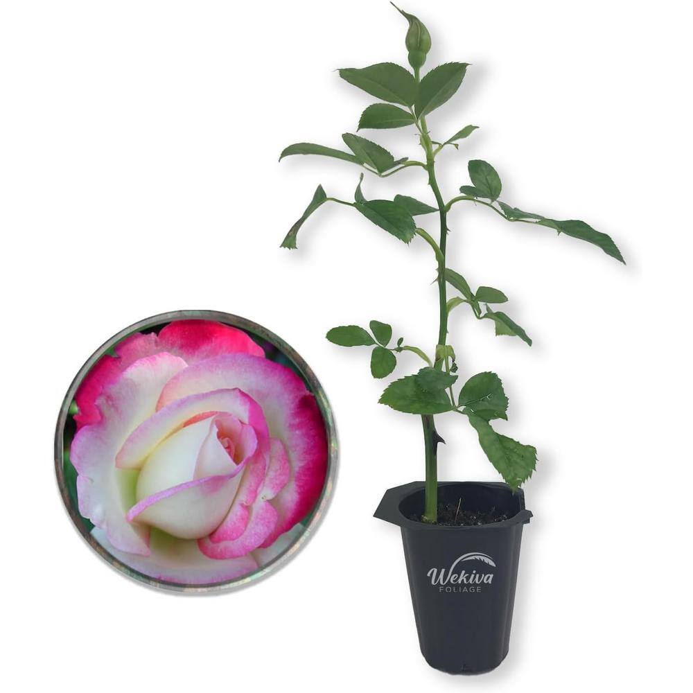 Wekiva Foliage Cherry Parfait Rose Bush-Live Starter Plant in a 2 Inch ...