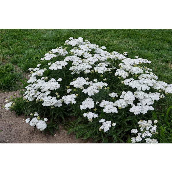 PROVEN WINNERS 1 Gal. Firefly Peach Sky Yarrow (Achillea) Live Plant ...