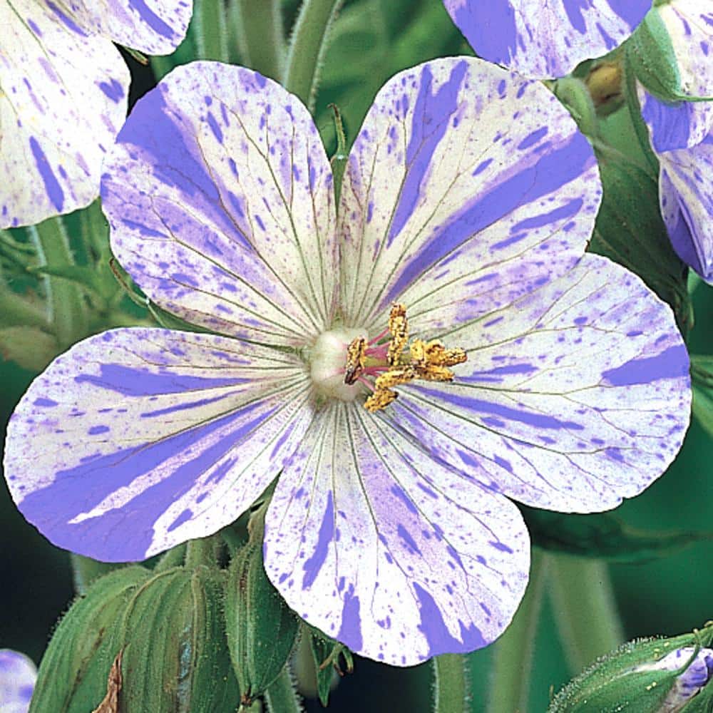 DIRECT GARDENING Splish Splash Geranium Flowering Perennial Bare Root ...