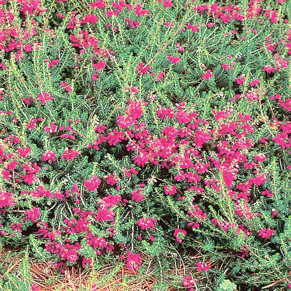 2.5 Qt. Mexican Heather Erica x Darleyensis Kramers Rote Shrub with Red ...
