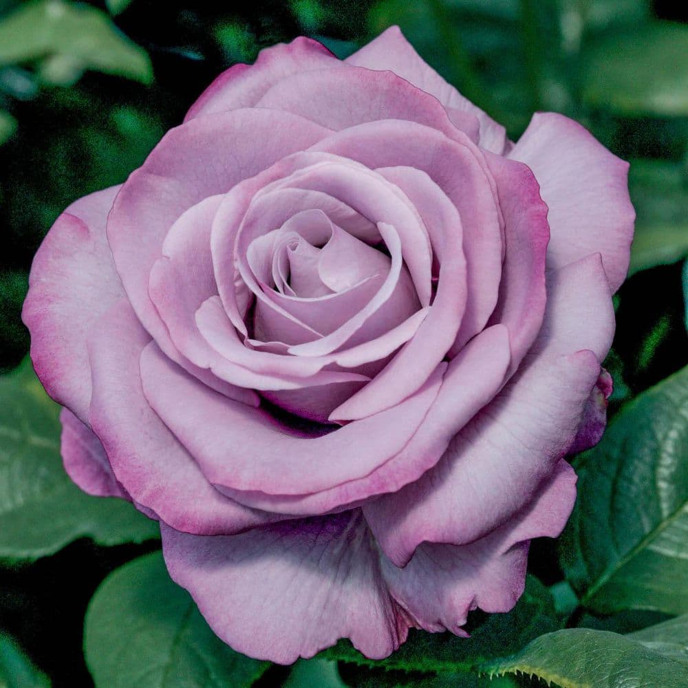 DIRECT GARDENING Neptune Purple Flowering Hybrid Tea Rose Bush Dormant ...