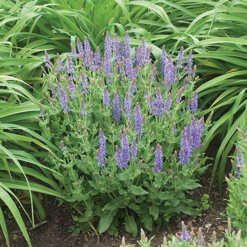 1 Gal. Blue Salvia Plant 1004561724 - The Home Depot