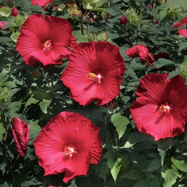Mars Madness Hibiscus Hardy Hibiscus Ted Lare Design & Build