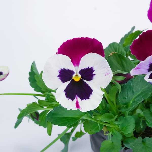 n/a Pansy Matrix Red/Black (6-Pack) 1004808498 - The Home Depot