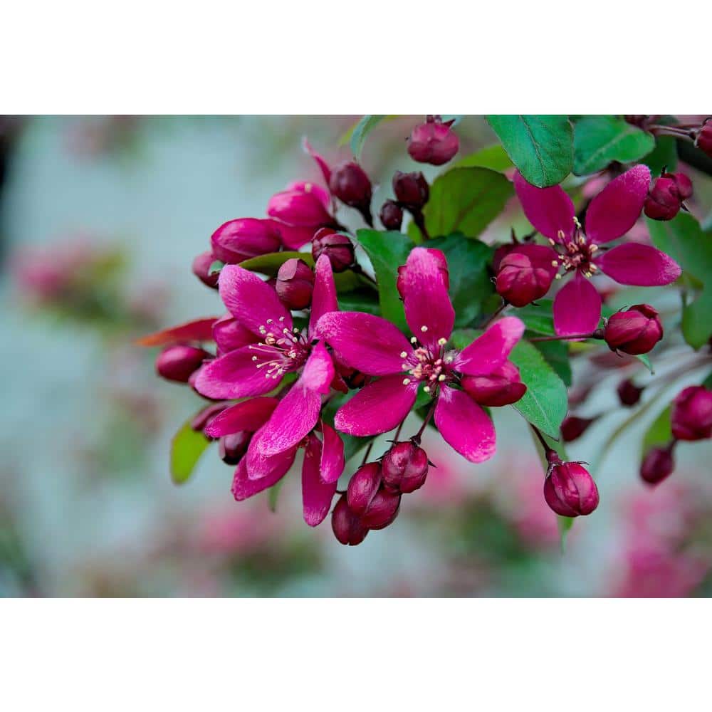 Buy Spring Snow Flowering Crabapple Tree Bare Root Online at Lowest ...
