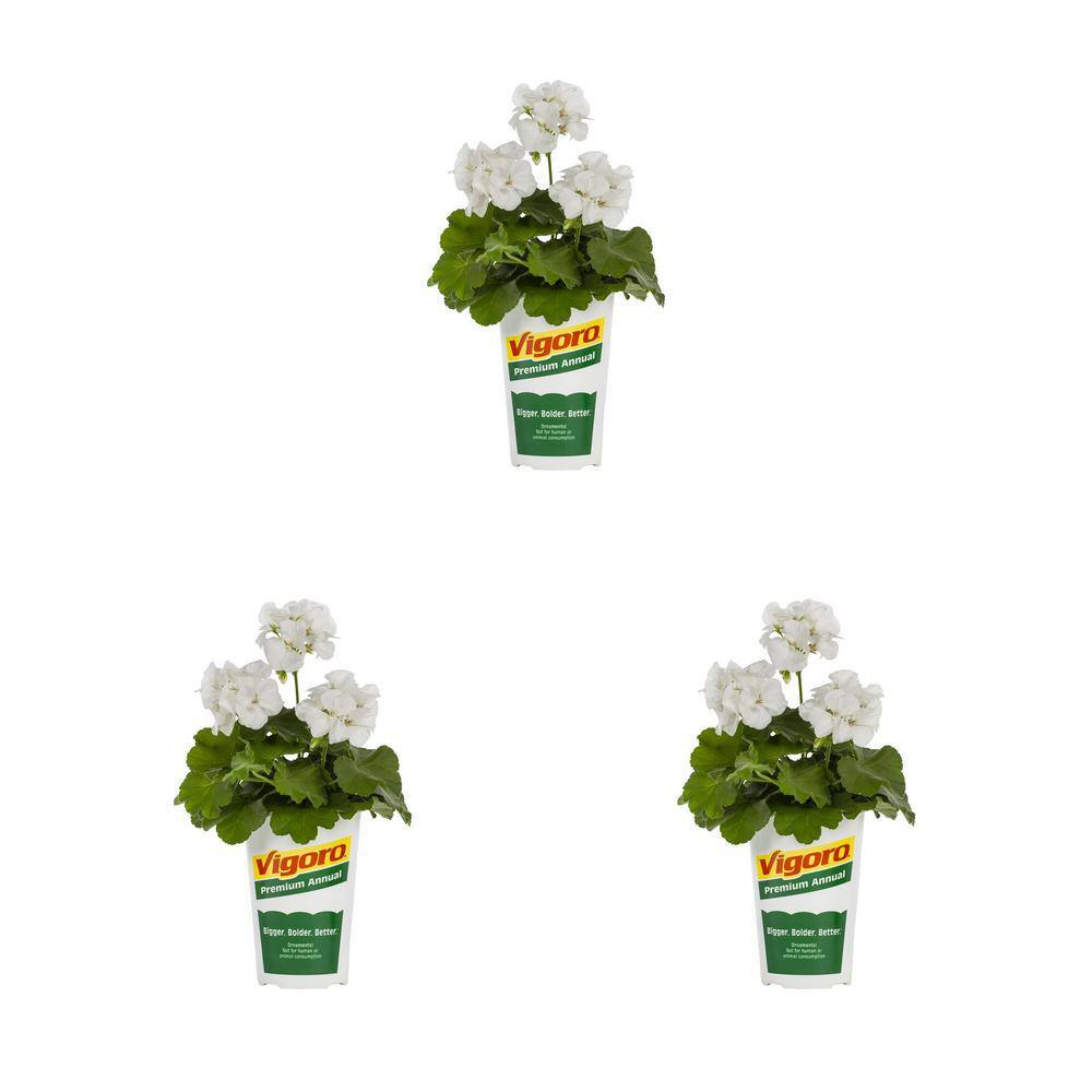 Vigoro 2 qt. Geranium Calliope White Annual Plant (3-Pack) 79040 - The ...