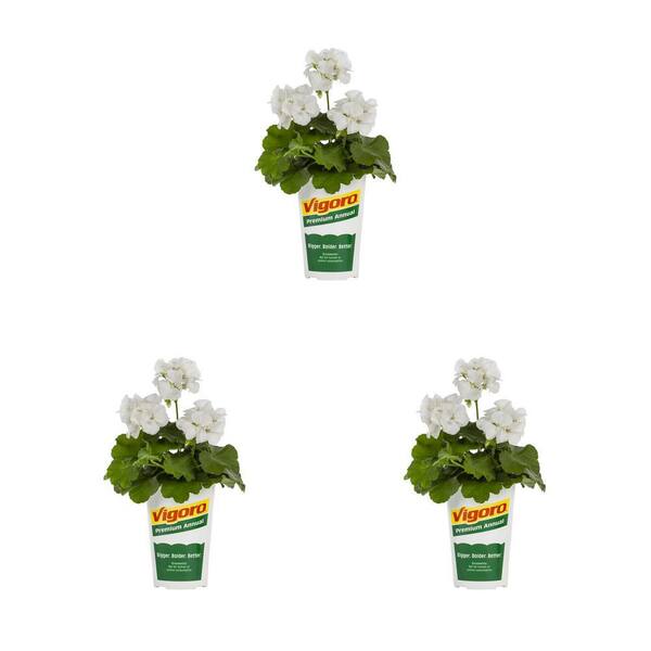 Vigoro 2 qt. Geranium Calliope White Annual Plant (3-Pack) 79040 - The ...