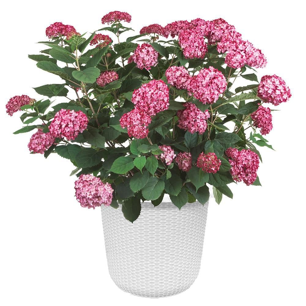PROVEN WINNERS 2 Gal. Invincibelle Ruby Hydrangea Shrub with Ruby Red ...