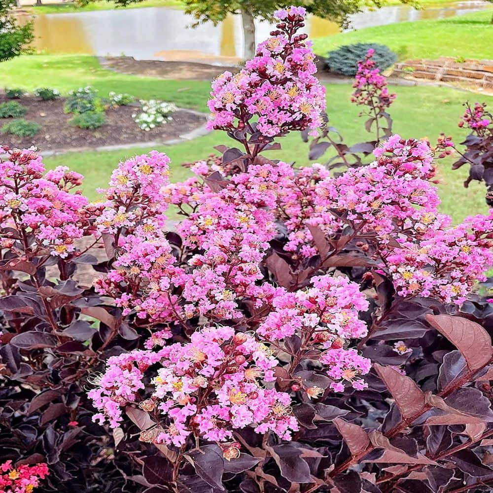 1 Gal. Thunderstruck Lavender Skies Crape Myrtle CRMLSK01G - The Home Depot
