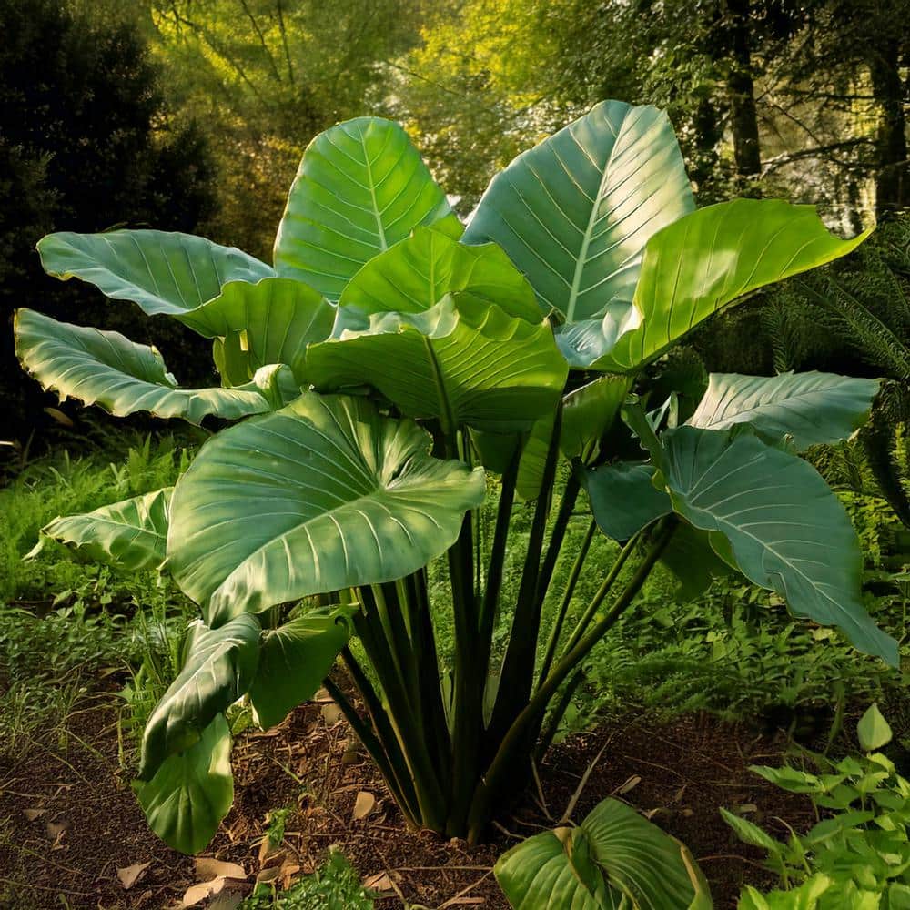Garden State Bulb 7/9 in. Colocasia Upright Black Elephant Ear Bulbs ...