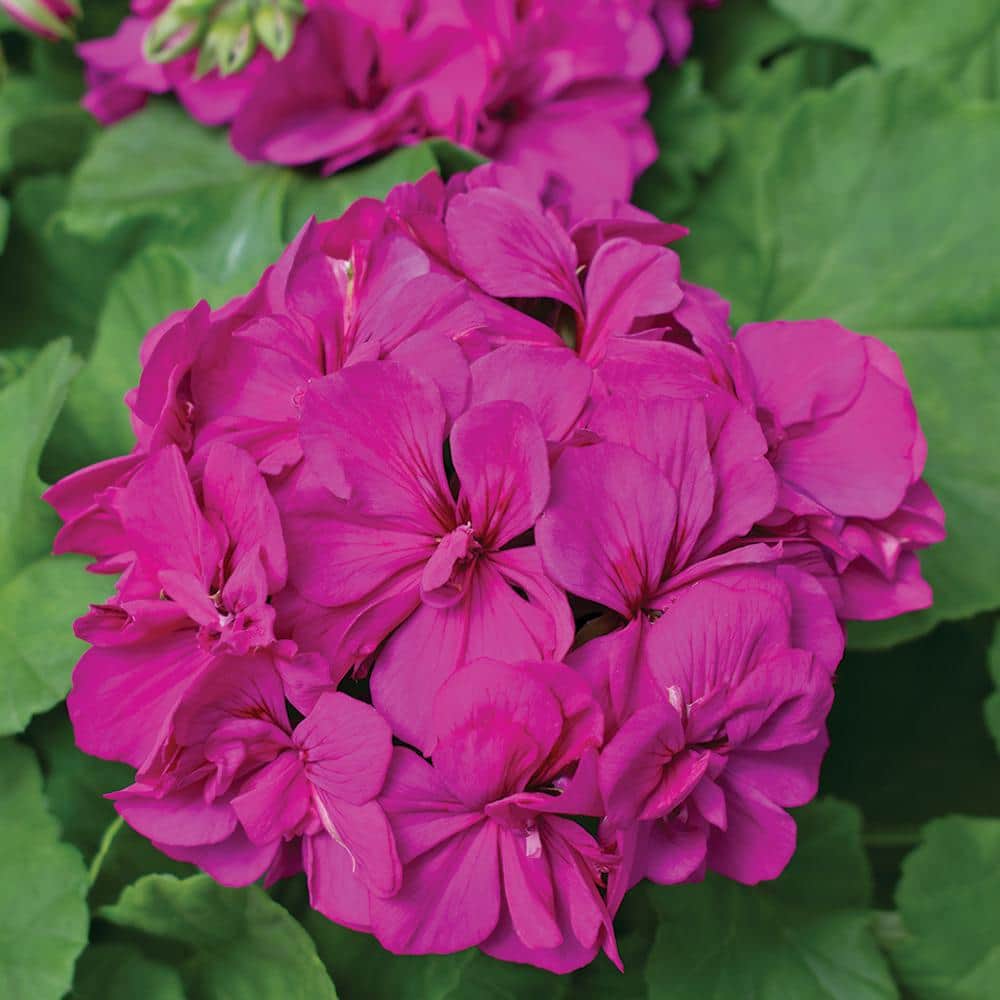 Vigoro 2 QT Geranium Calliope Medium Violet' Purple Annual Plant ...