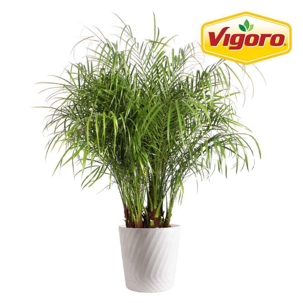 Vigoro Roebellini Palm Plant in 10 in. White Decor Pot, Avg Shipping ...
