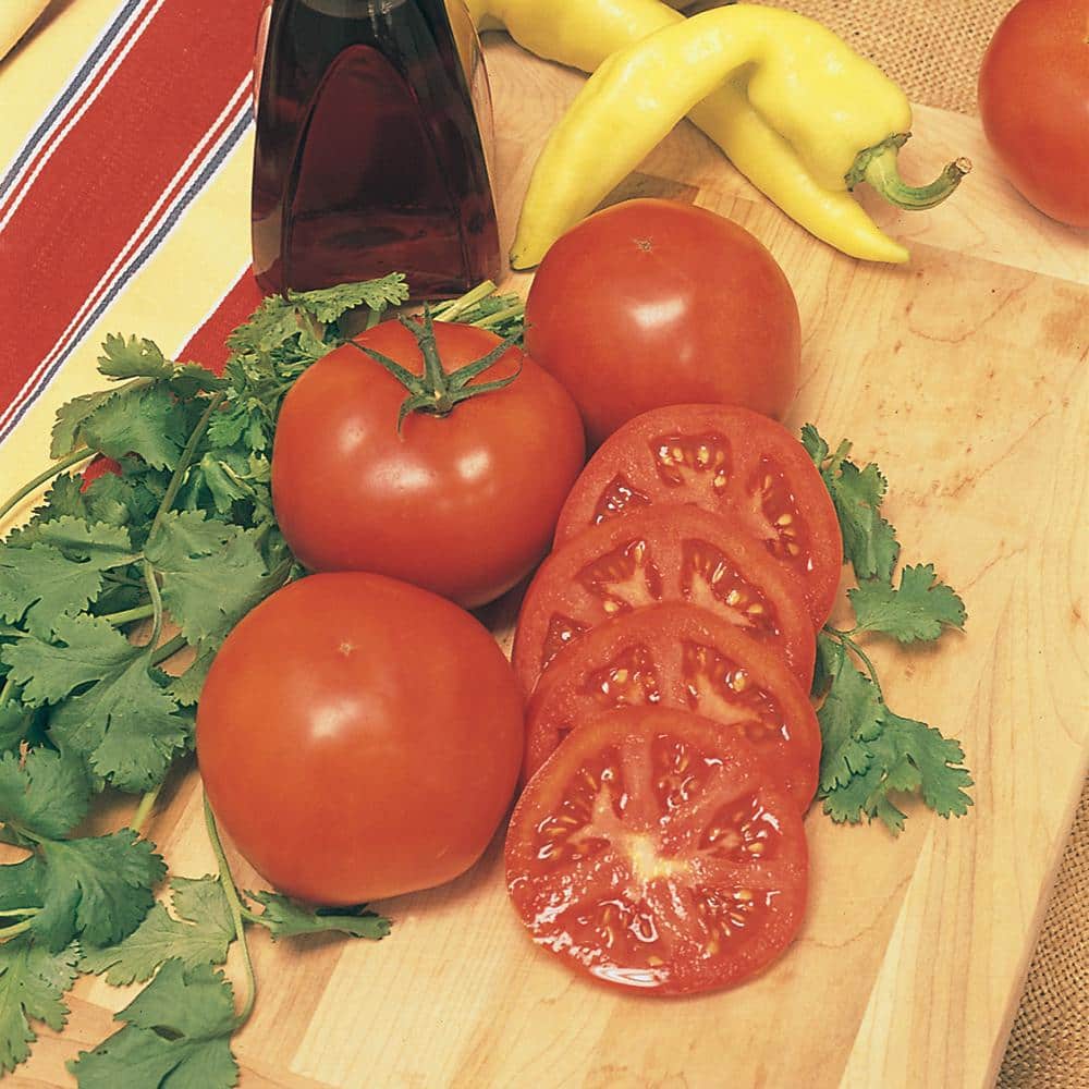 Burpee 3.5 in. Big Beef Solanum Tomato Fruit Plant 1008750313 - The ...