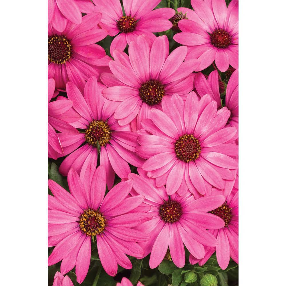 PROVEN WINNERS 4-pack, 4.25 in. Grande Bright Lights Berry Rose African ...