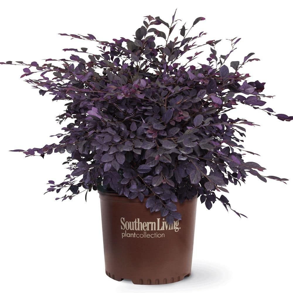 Reviews for SOUTHERN LIVING 2 Gal. Purple Diamond Loropetalum Shrub ...