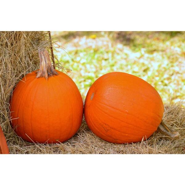 Online Orchards 2 Live Pie Pumpkin Freshly Harvested (Small 5 lbs. Size ...