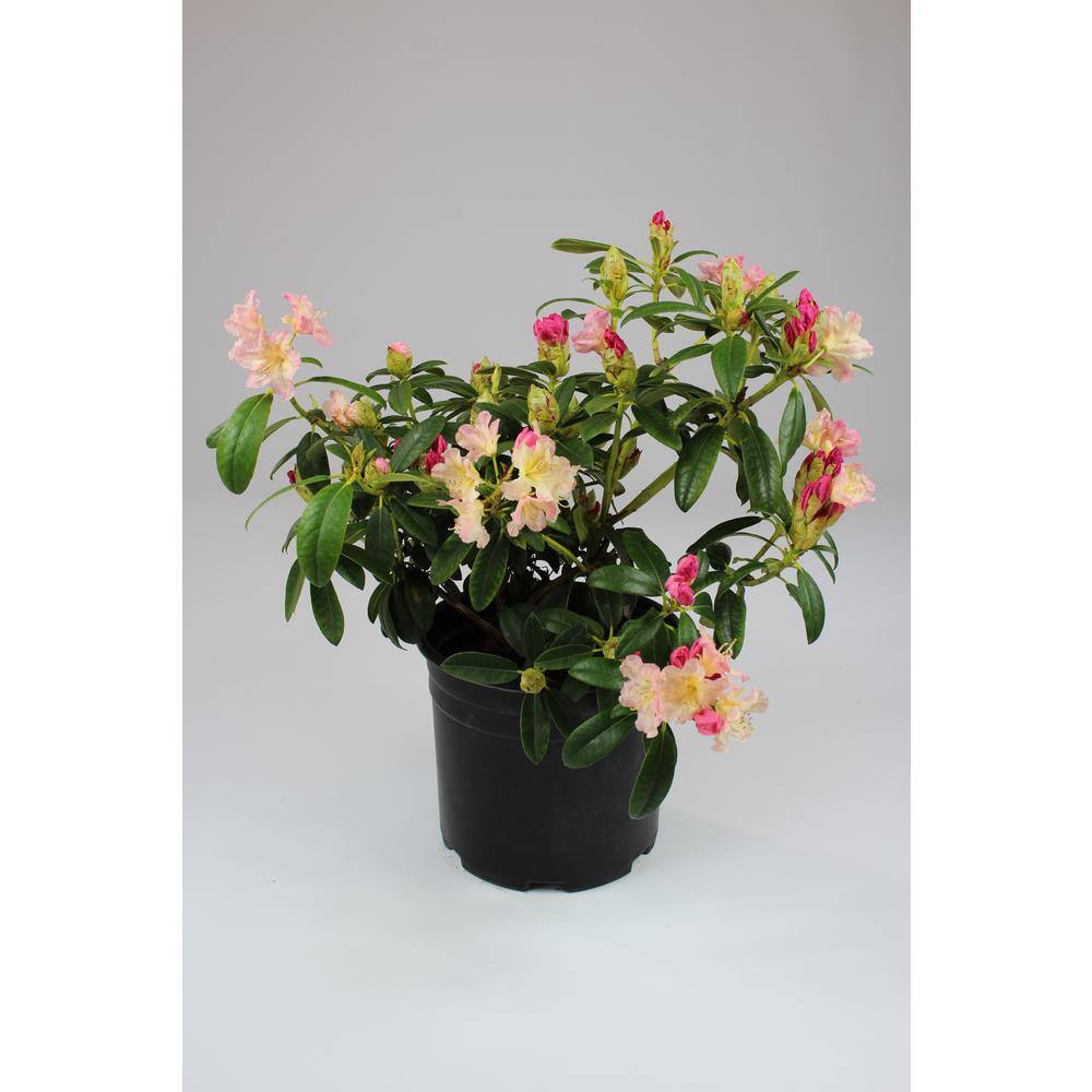 Kraemer's Nursey 2.5 qt. Rhododendron Shrub with Evergreen 88671 - The ...