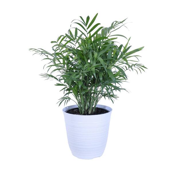 United Nursery 12 in. to 18 in. Tall Parlor Palm Plant in 6 in. White ...