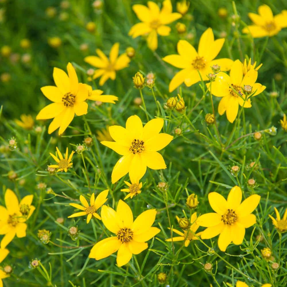 Direct Gardening 1 Gal. Pot, Moonbeam Threadleaf Coreopsis Tickseed ...