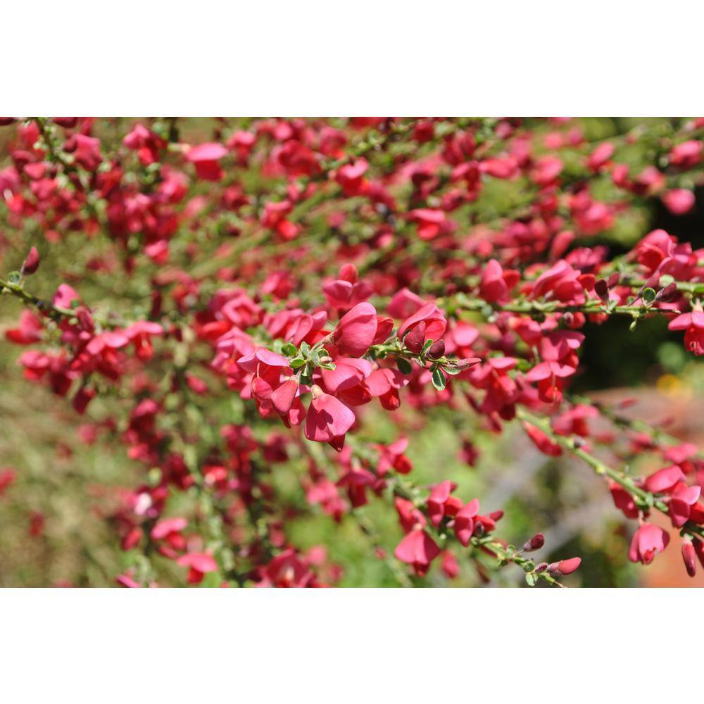 BELL NURSERY 3 Gal. Windelsham Ruby Scotch Broom (Cytisus) Live Shrub ...