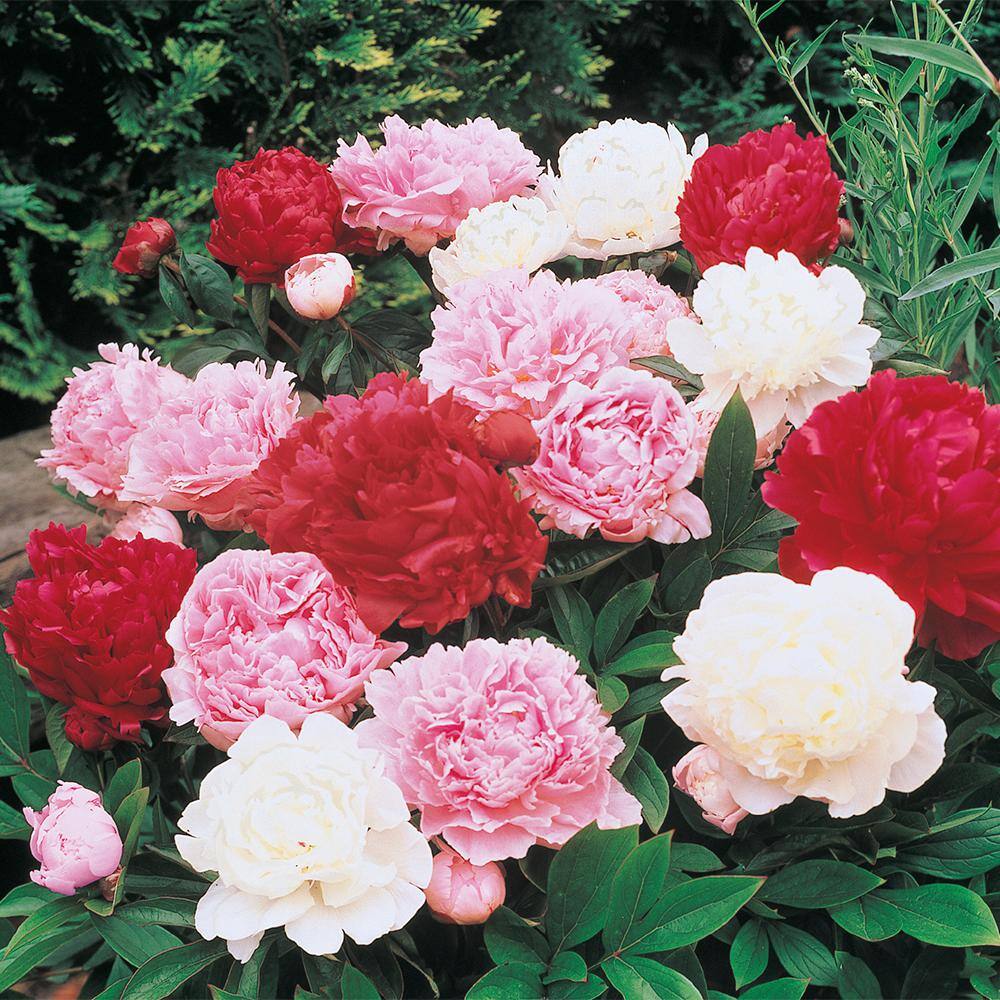 DIRECT GARDENING Multi-color Double Flowering Peony Dormant Bare Root ...
