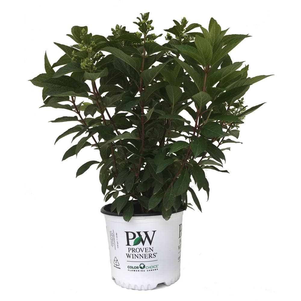 PROVEN WINNERS Hydrangea paniculata Pinky Winky 17812 - The Home Depot