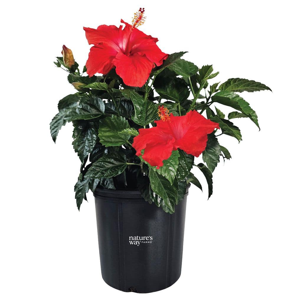 Reviews for NATURE'S WAY FARMS 1.72 Gal. President Hibiscus Tropical ...