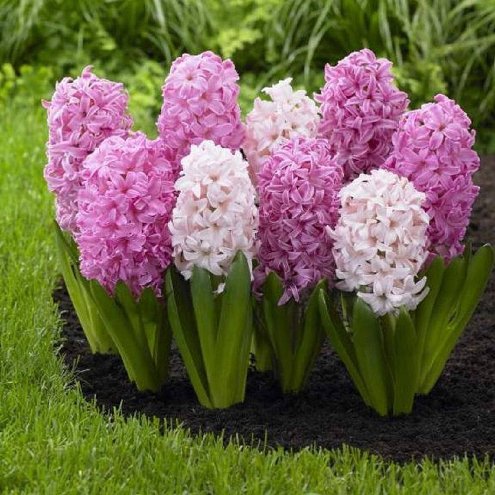 6 in. Hyacinth Live Bulbs with Pink Blossoms in Square Wood Box ...
