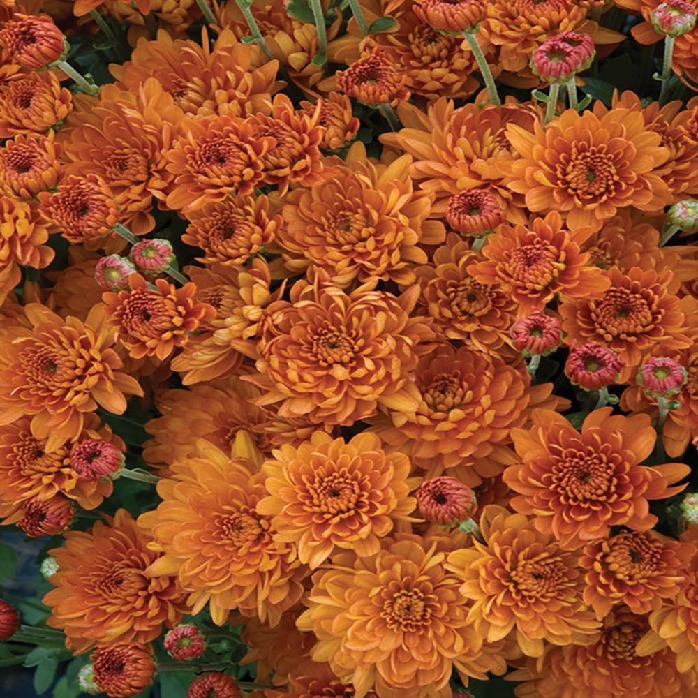 Bronze Mum Plant (6-Pack) 1004126766 - The Home Depot