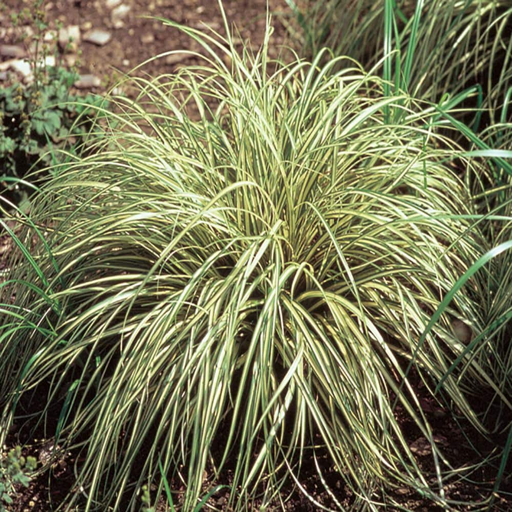 SMART PLANET 2.5 QT. Evergold Sedge Ornamental Grass 1009230149 - The ...