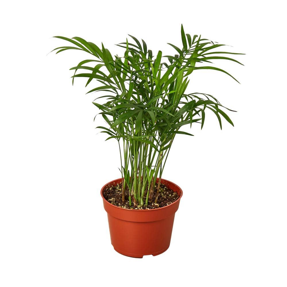 PPC INTERNATIONAL LLC Parlor Palm (Chamaedorea Elegans) Plant in 4 in ...