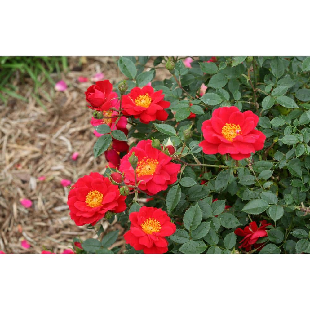 PROVEN WINNERS 4.5 in. Quart Oso Easy Urban Legend Rose Rosa Live Plant ...