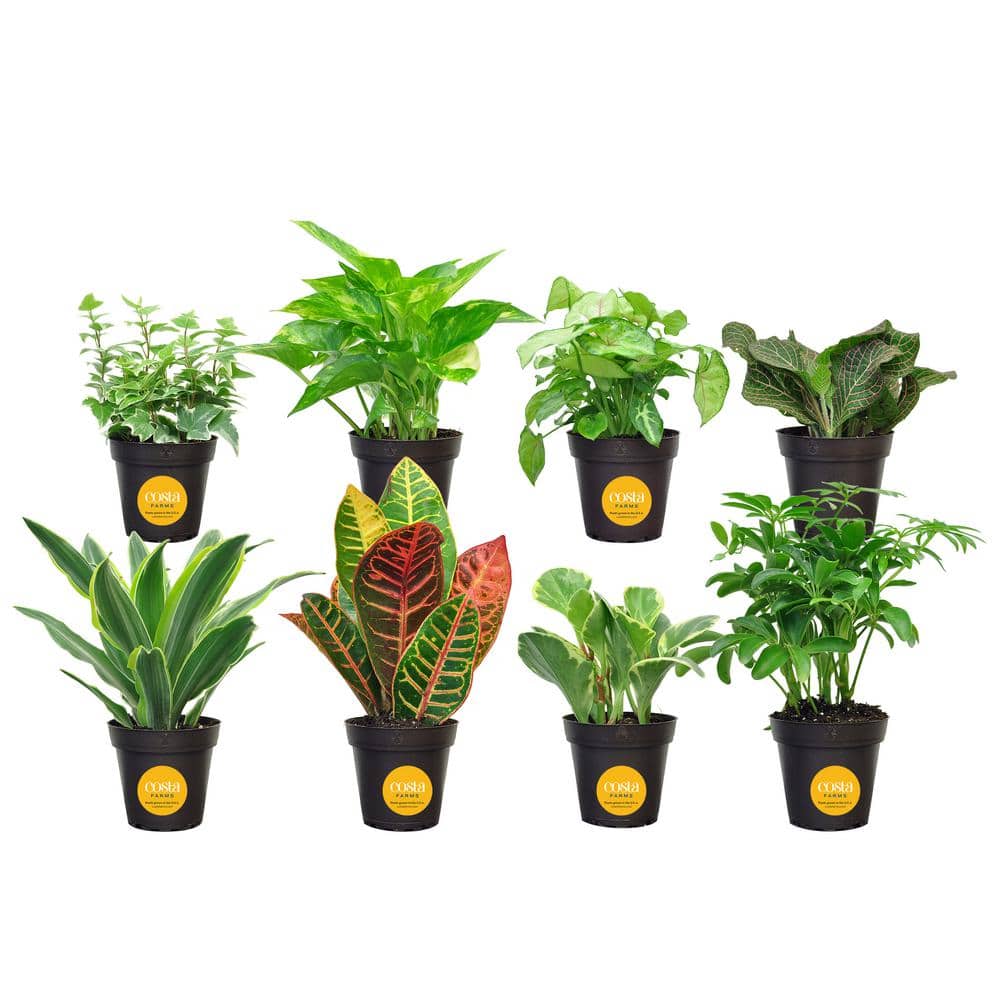 Costa Farms Grower's Choice Exotic Angel Indoor Plant Assortment in 3.8 ...