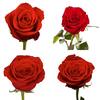 Globalrose Fresh Red Color Roses (250 Stems) freedom-250 - The Home Depot