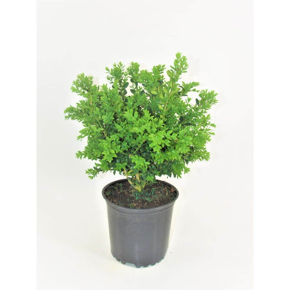 BELL NURSERY 3 Gal. Green Velvet Boxwood (Buxus) Live Evergreen Shrub ...